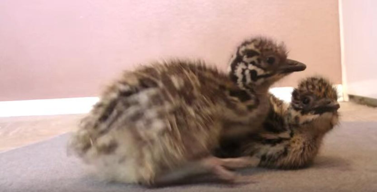 Fuzzy Baby Emus Don't Know How Their Legs Work Yet - The Dodo