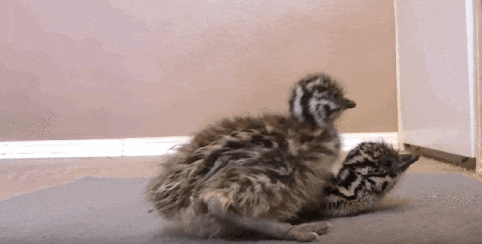 Fuzzy Baby Emus Don't Know How Their Legs Work Yet - The Dodo