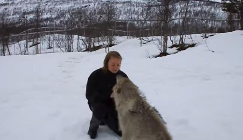 Pack Of Merry Wolves Greets An Old Friend With Kisses - The Dodo