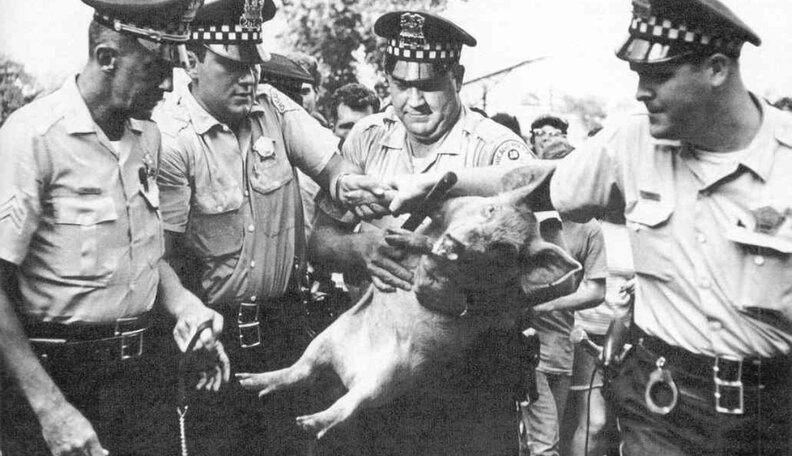 Animals Who Rule: 5 Of The Most Alluring Animal Politicians - The Dodo