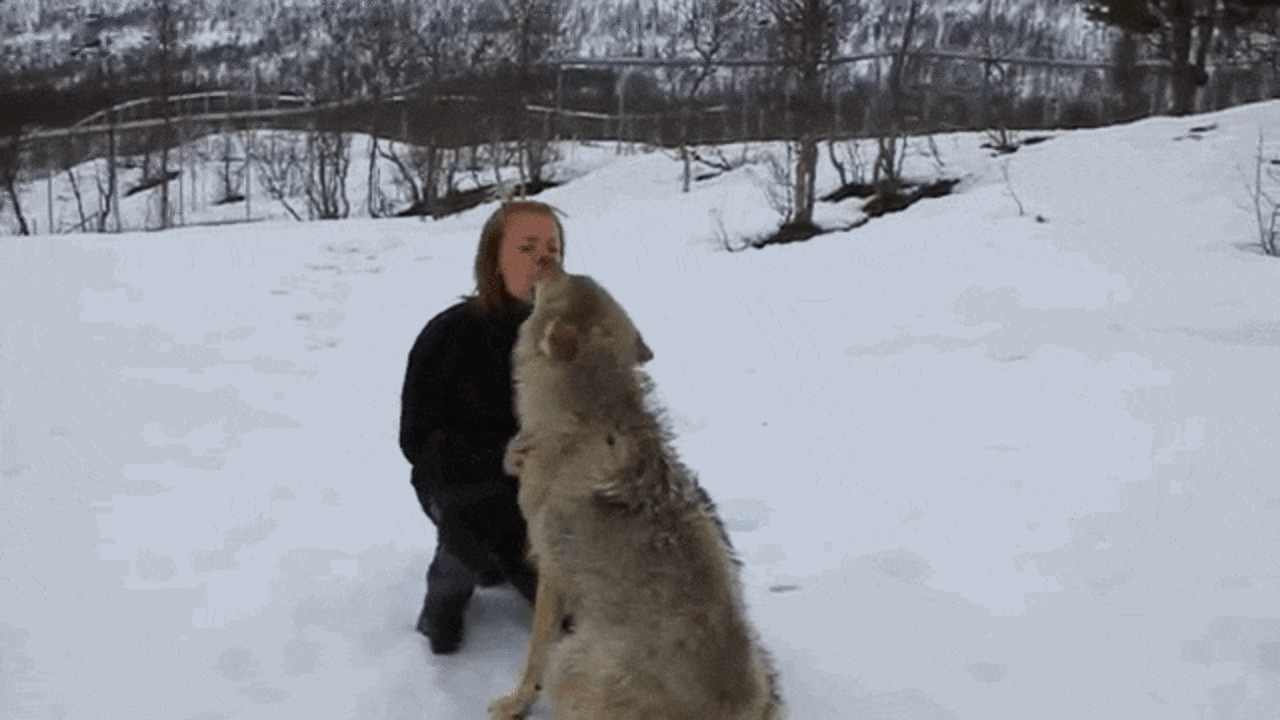 Pack Of Merry Wolves Greets An Old Friend With Kisses - The Dodo