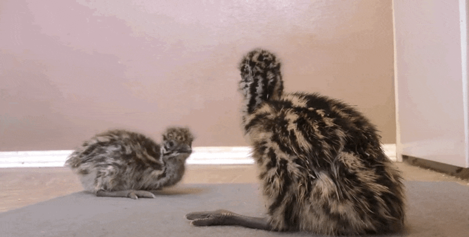 Fuzzy Baby Emus Don't Know How Their Legs Work Yet - The Dodo