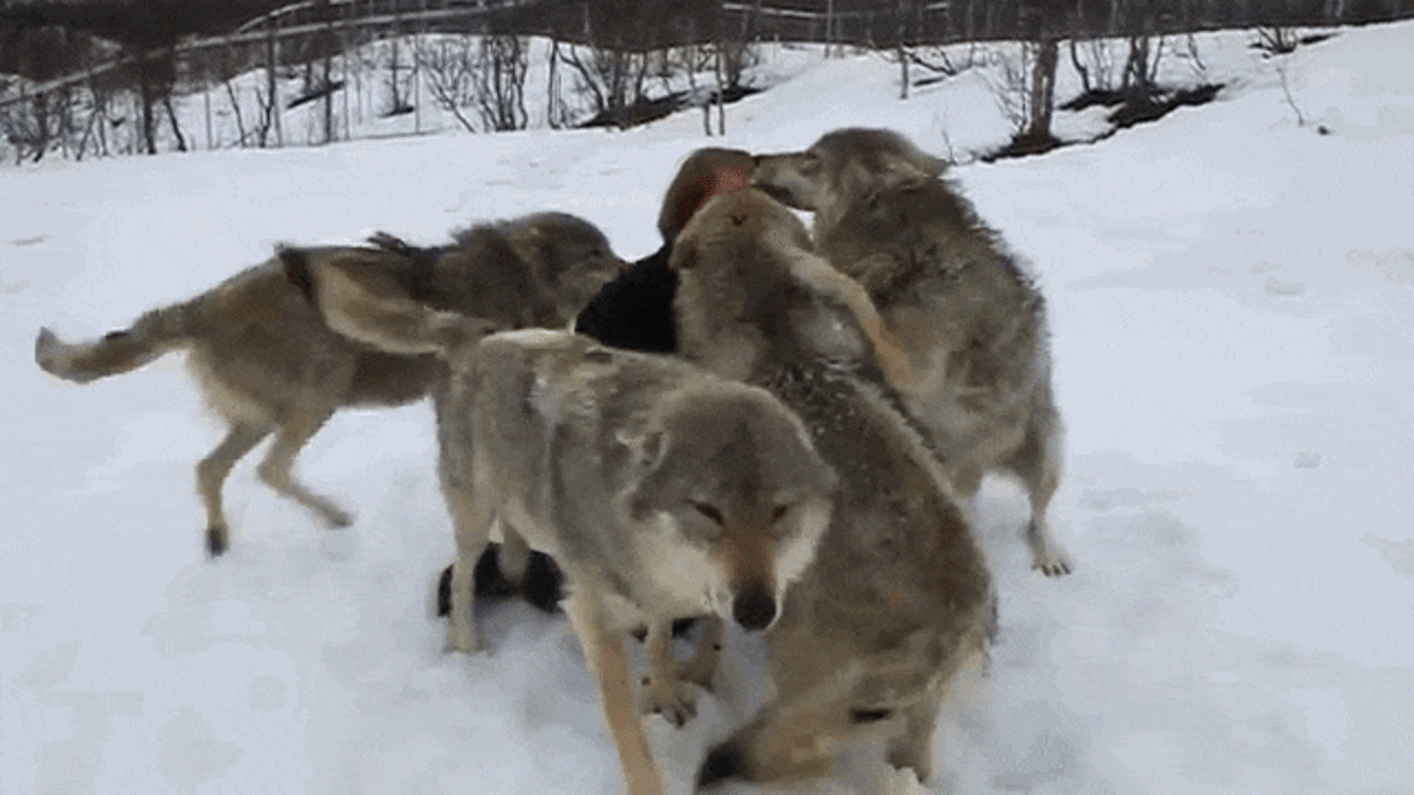 Pack Of Merry Wolves Greets An Old Friend With Kisses - The Dodo
