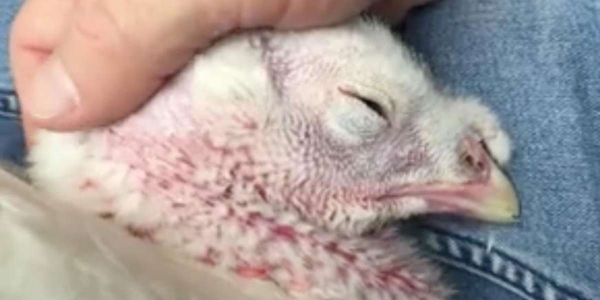 Rescued Turkey Loves To Get Massages Now - The Dodo