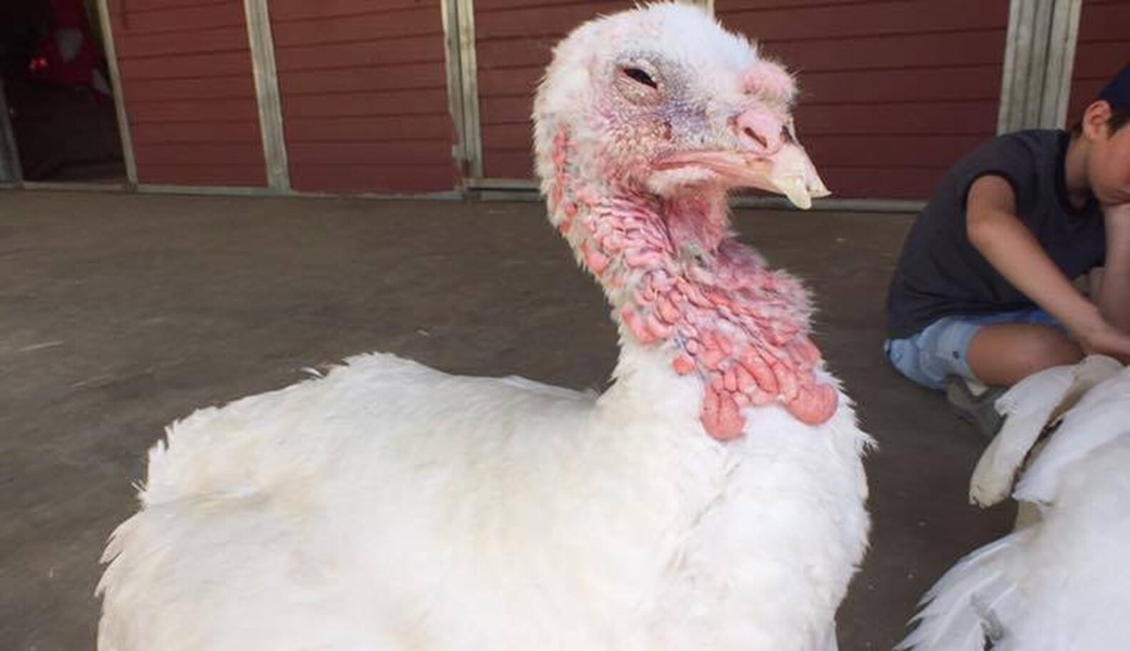 Rescued Turkey Loves To Get Massages Now - The Dodo