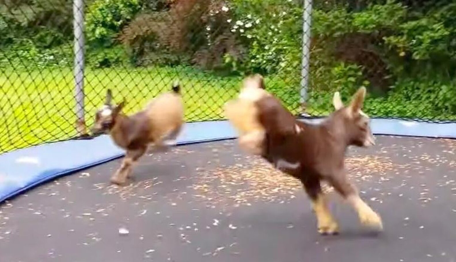 Watch These Baby Goats Bounce Around Happily On A Trampoline - The Dodo