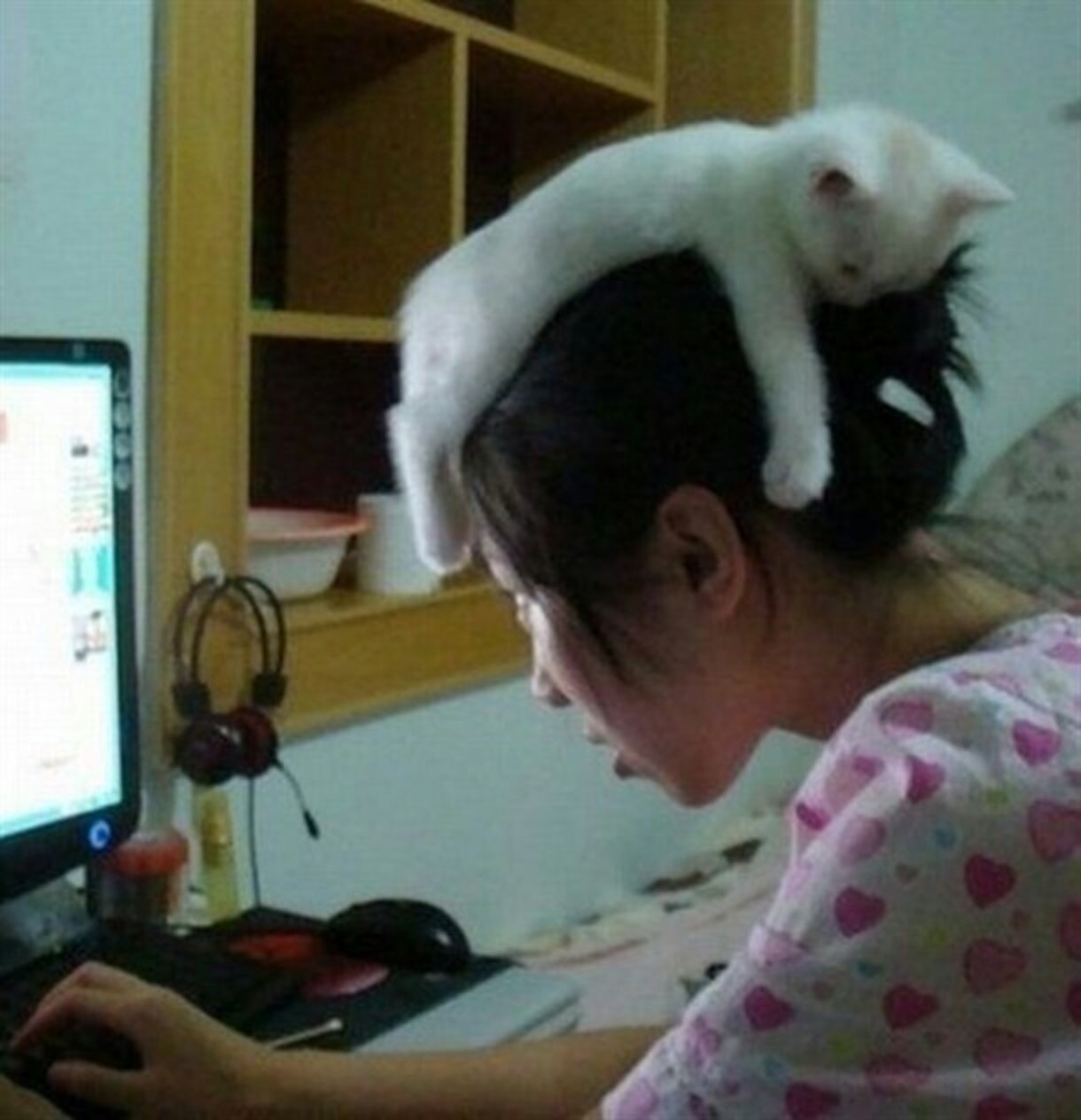 17 Cats Who Are Actually Hats - The Dodo