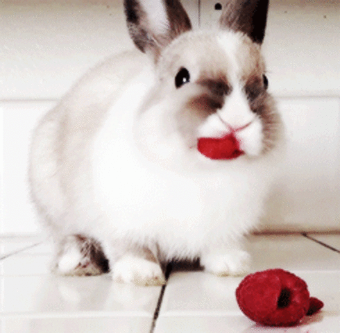 10 Fuzzy Rabbits Who Nibble Food More Adorably Than You Do - The Dodo