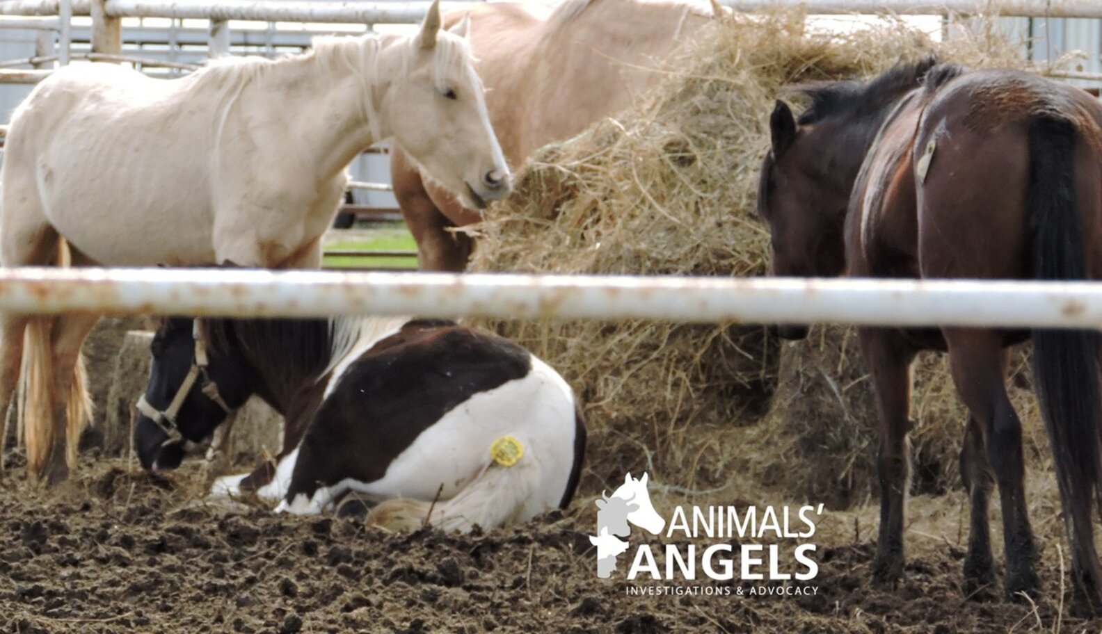 Nation's Largest Horse Slaughter Operation Exposed - The Dodo