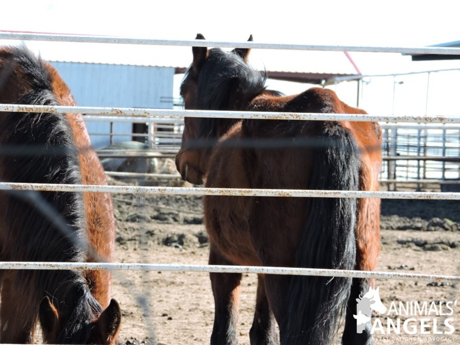 Nation's Largest Horse Slaughter Operation Exposed - The Dodo
