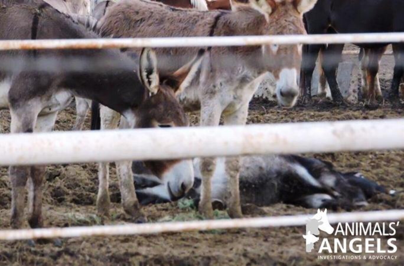 Nation's Largest Horse Slaughter Operation Exposed - The Dodo