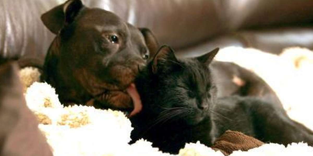 Dog Rescued From Michael Vick's Fighting Ring Is A Kissing Machine ...