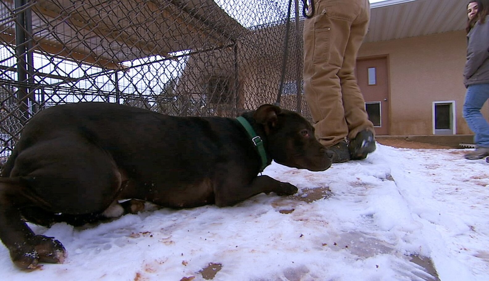 Dog Rescued From Michael Vick's Fighting Ring Is A Kissing Machine ...