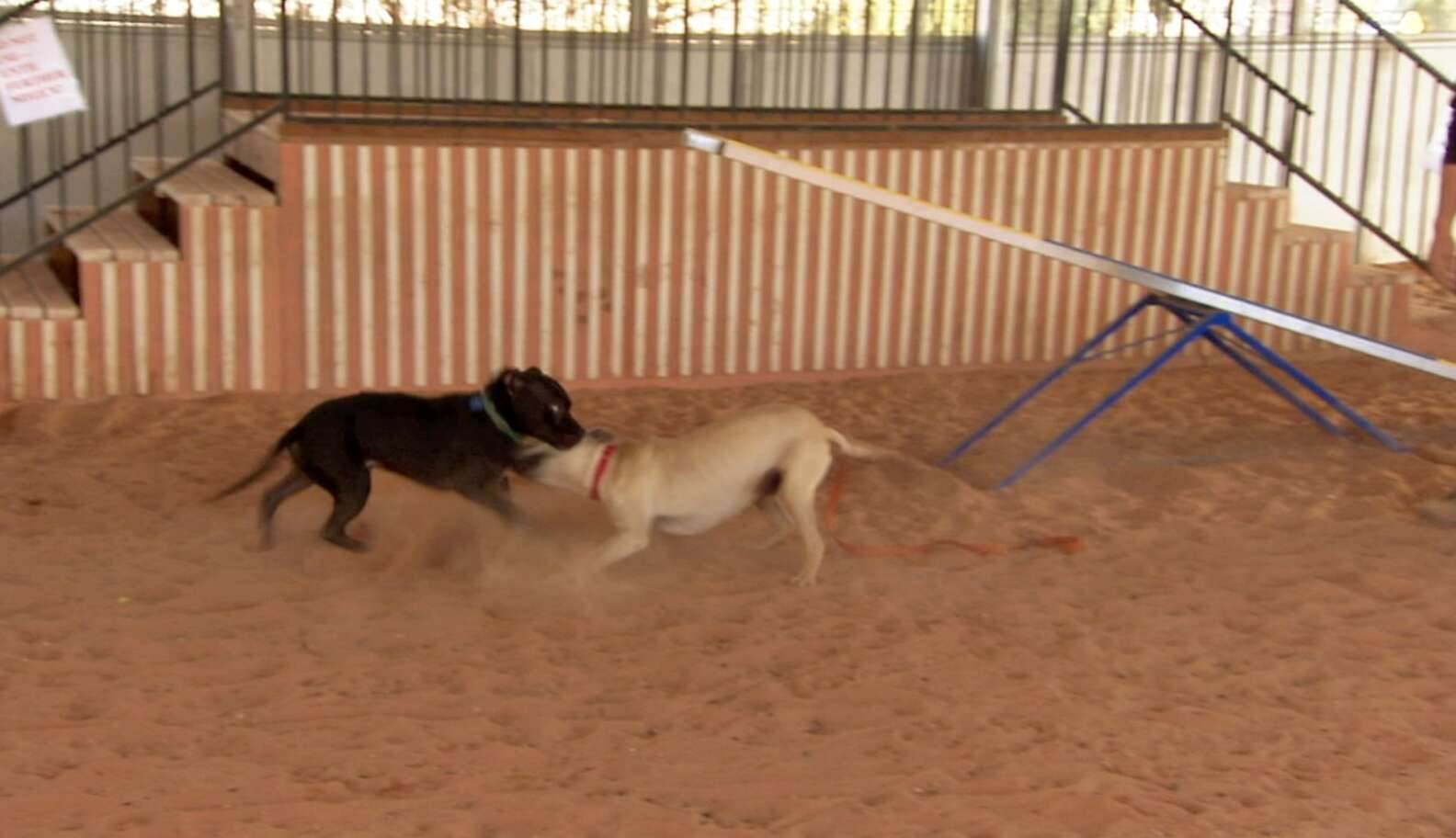 Dog Rescued From Michael Vick's Fighting Ring Is A Kissing Machine ...