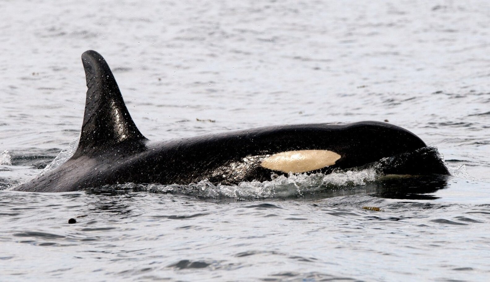 Remembering Wanda, The First Killer Whale Taken Into Captivity - The Dodo