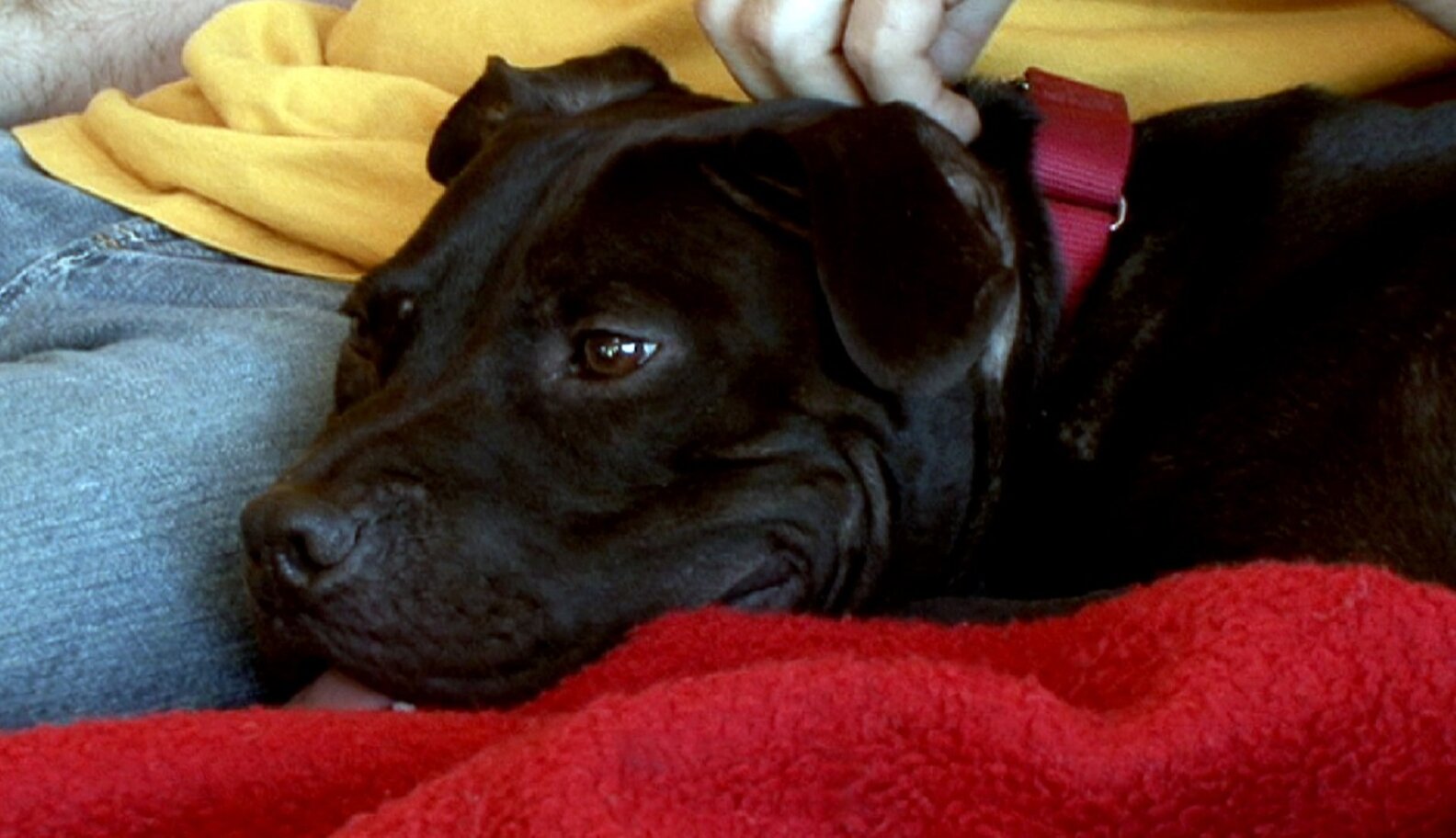 Dog Rescued From Michael Vick's Fighting Ring Is A Kissing Machine ...