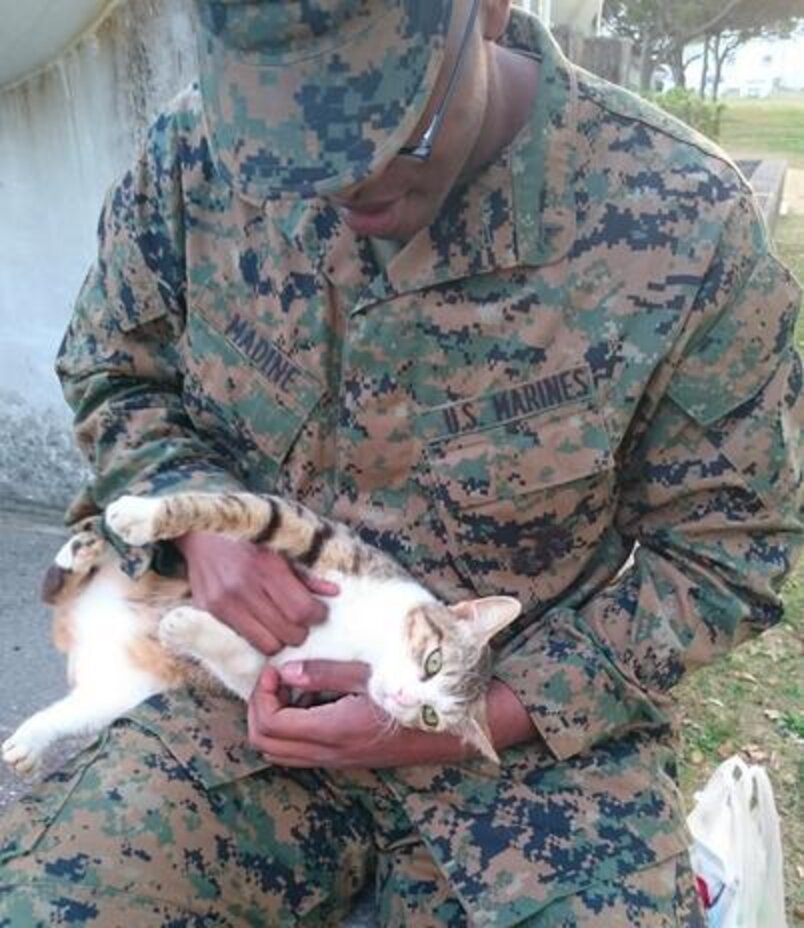 18 Loving Animals Who Befriended Soldiers Overseas - The Dodo