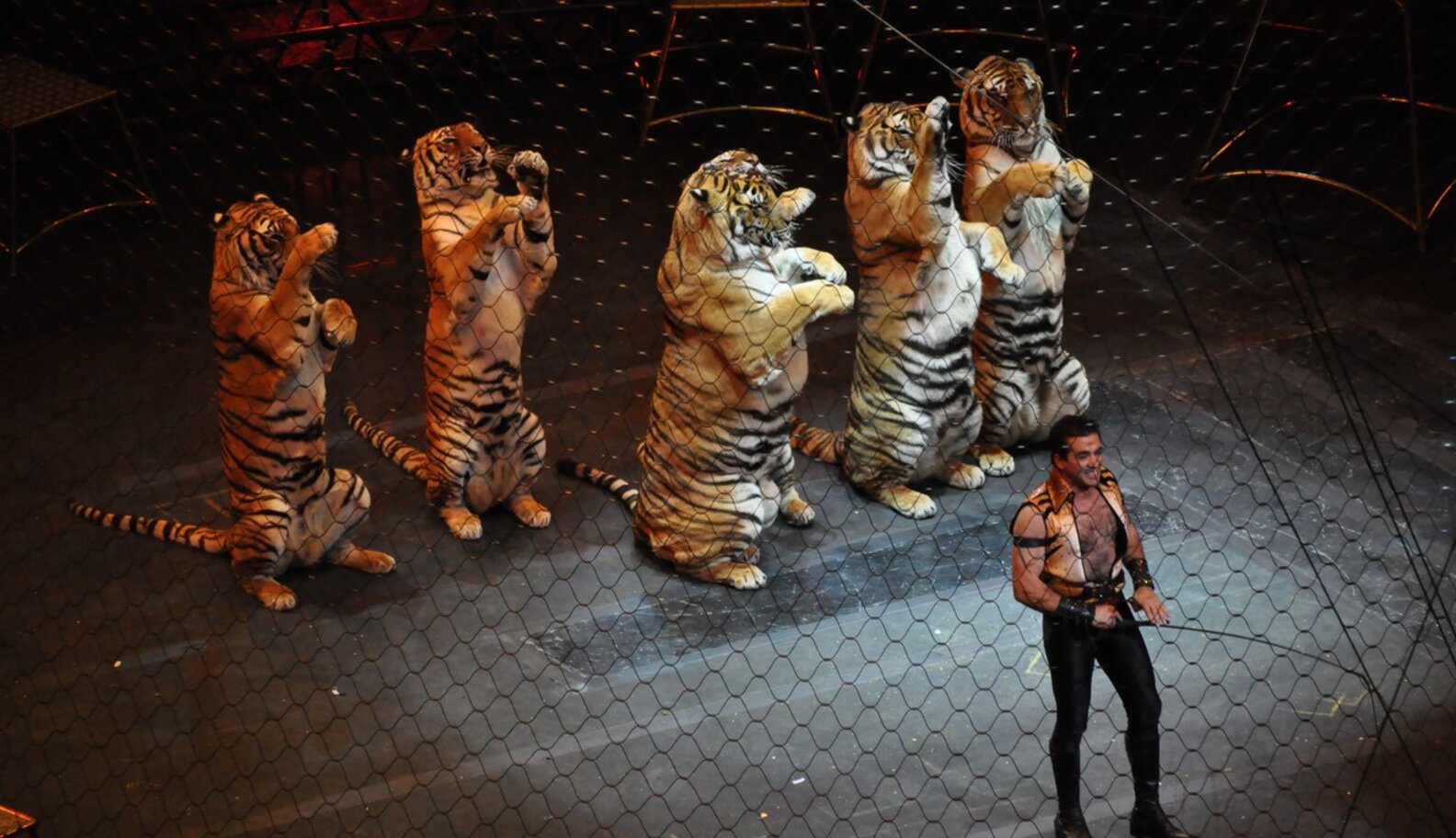 Bans On Circuses With Animals Continue To Spread Across Australia - The ...