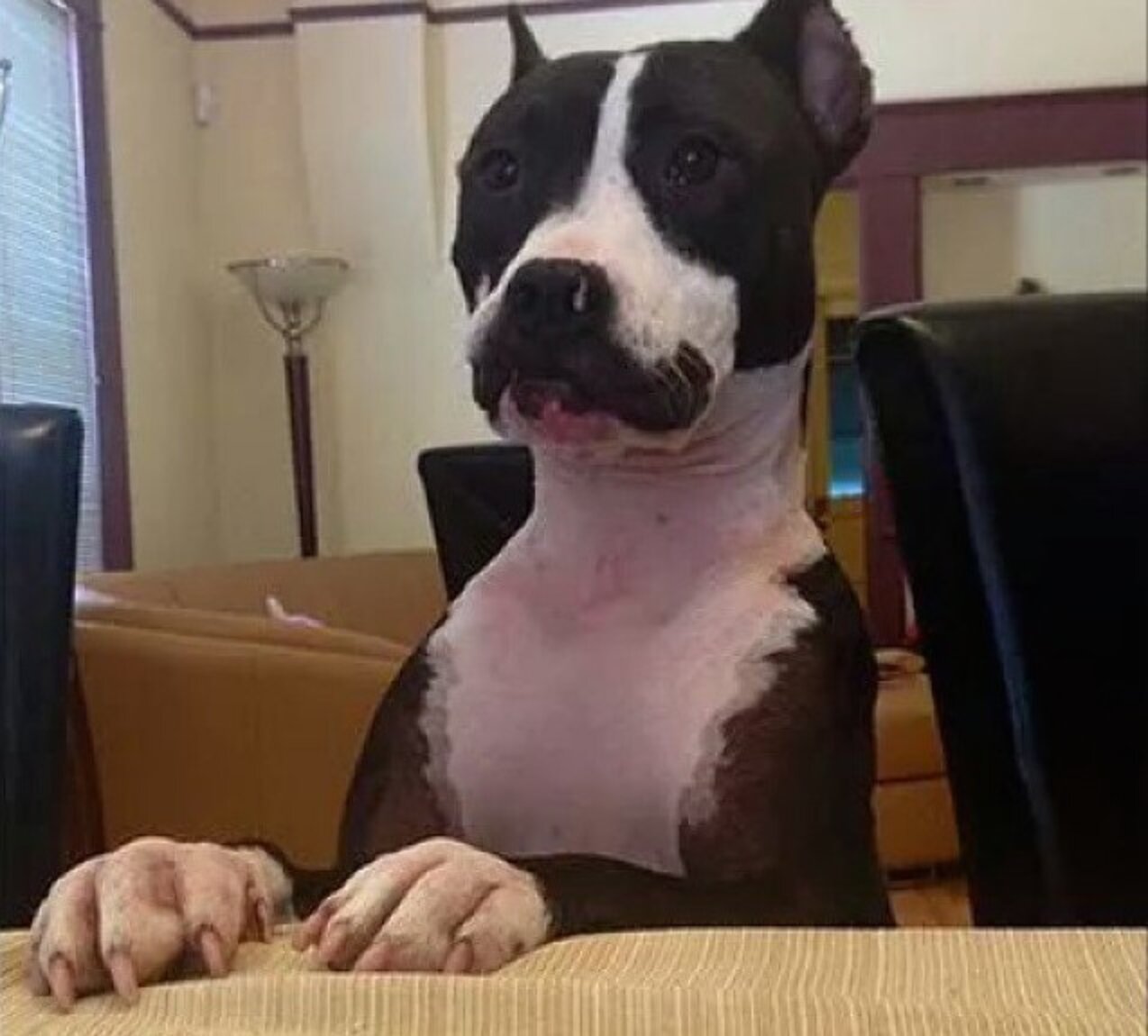 13 Dogs Born With Perfect Mustaches - The Dodo