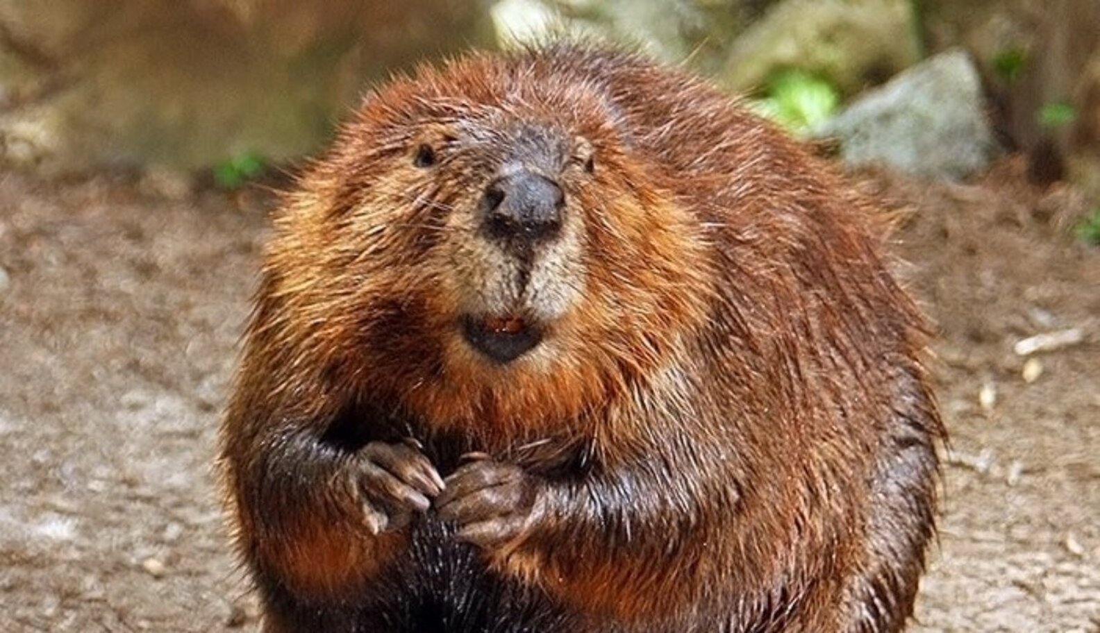 Wild Beaver Spotted In Britain May Be First In 500 Years - The Dodo