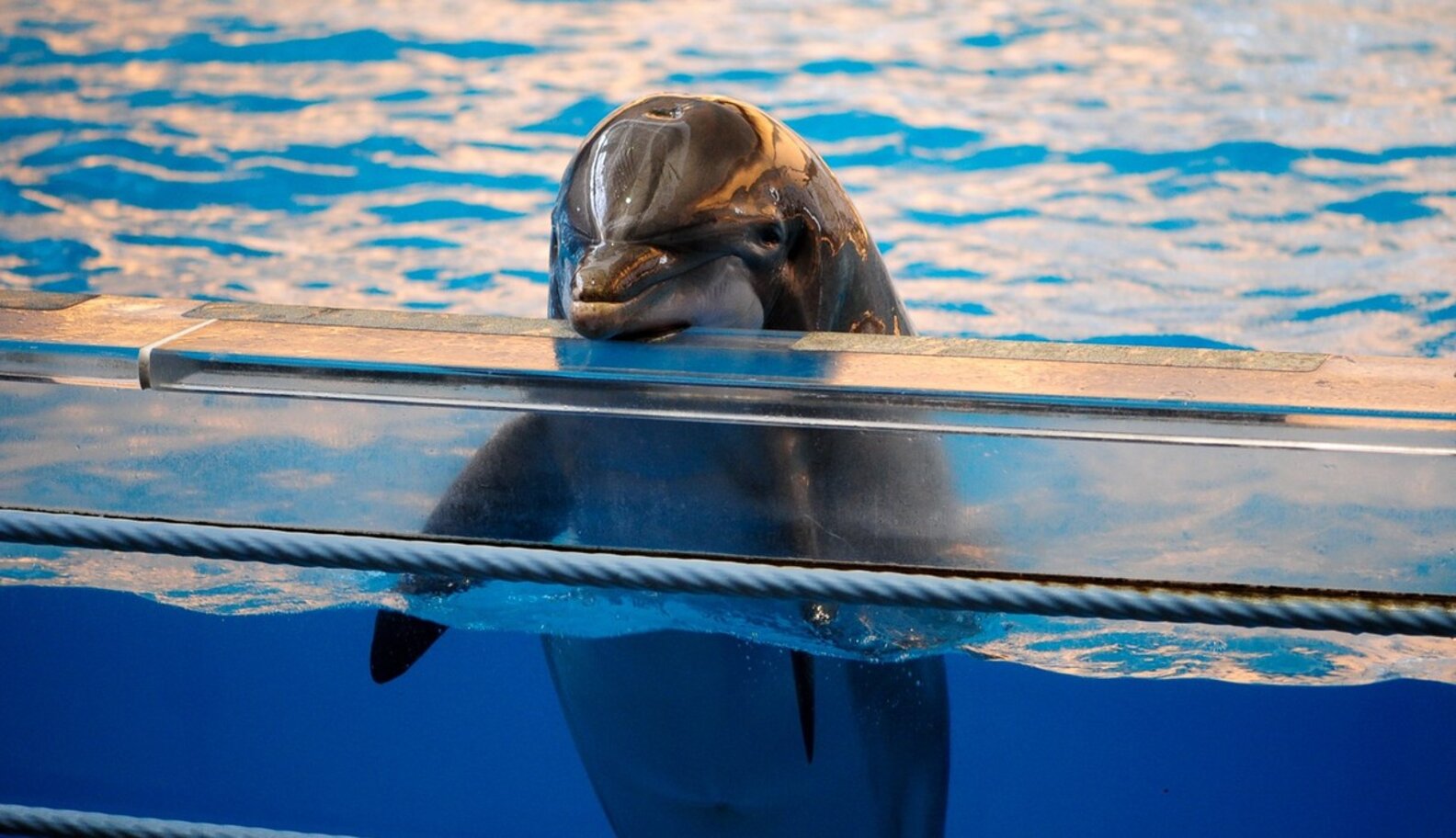 Germany’s Largest Tour Operator Drops Dolphin Shows From Itinerary ...