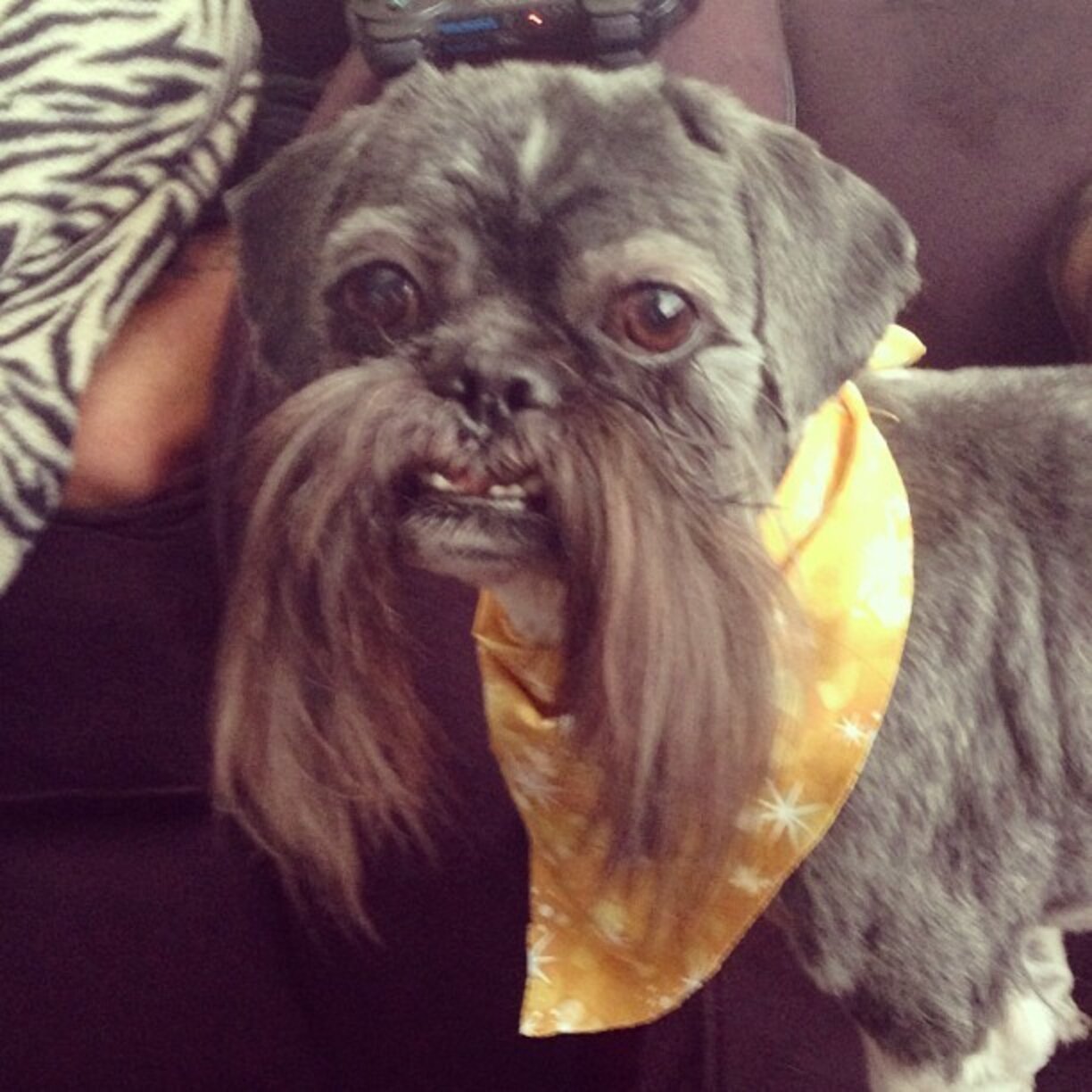 13 Dogs Born With Perfect Mustaches - The Dodo