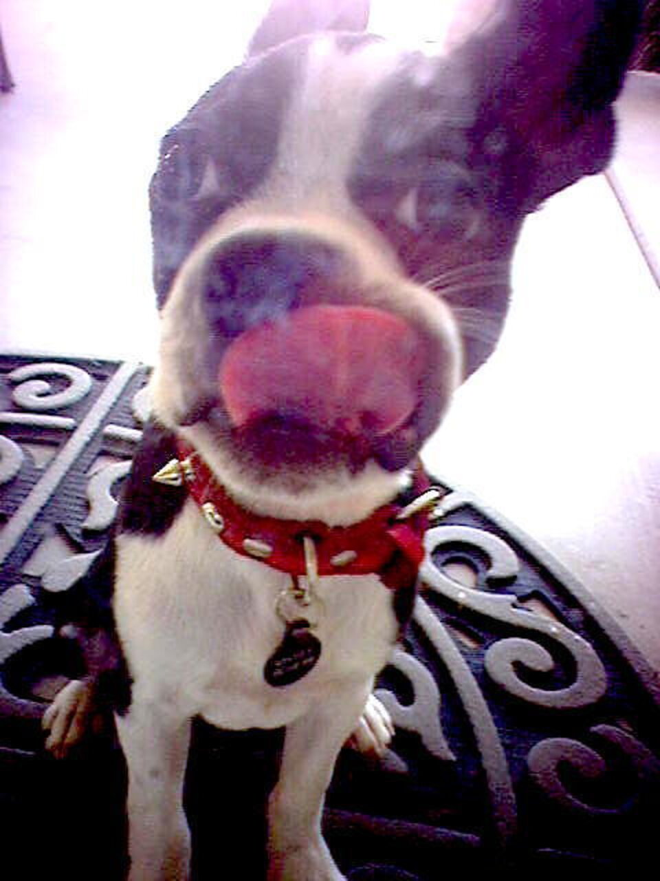 Why Do Dogs Lick Glass? - The Dodo