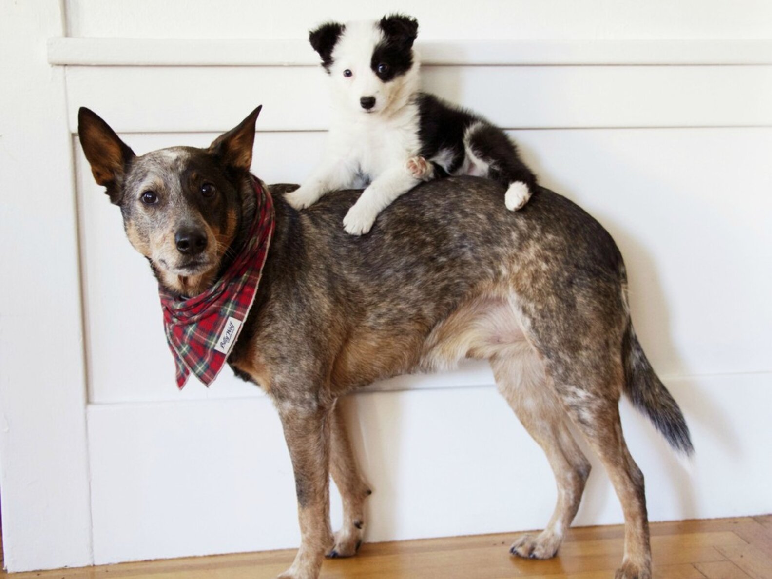 19 Dogs Who Love The New Puppy - The Dodo