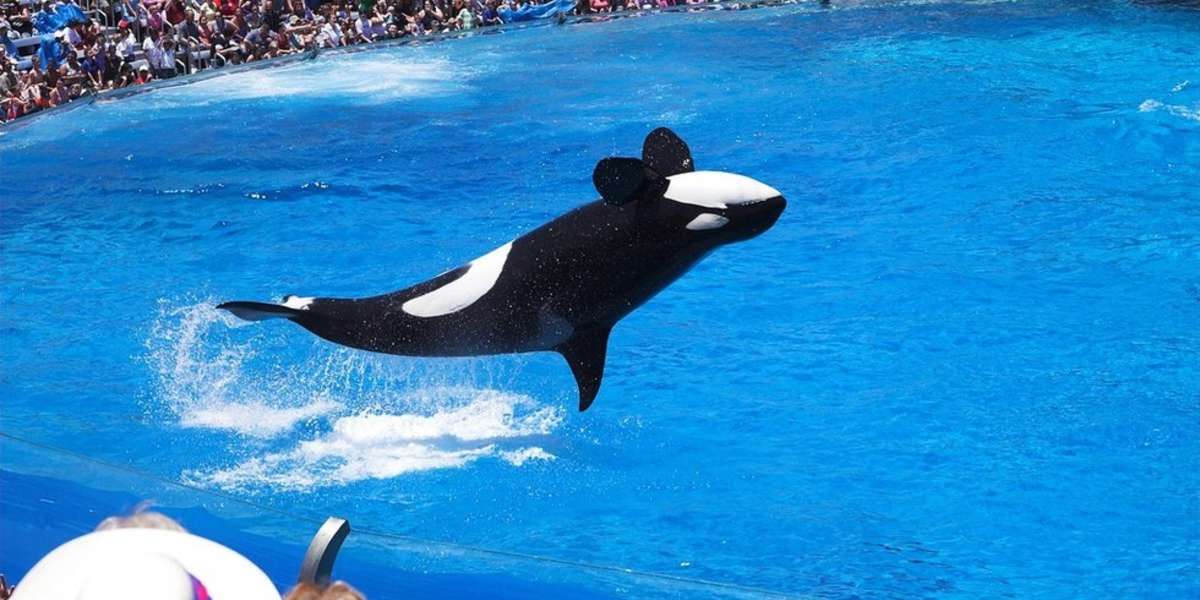 SeaWorld's Panicked Defense Filled With Inaccuracies - The Dodo