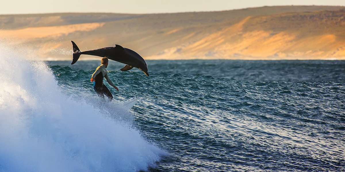 Dolphins And Surfers Caught Riding Waves Together In Australia - The Dodo