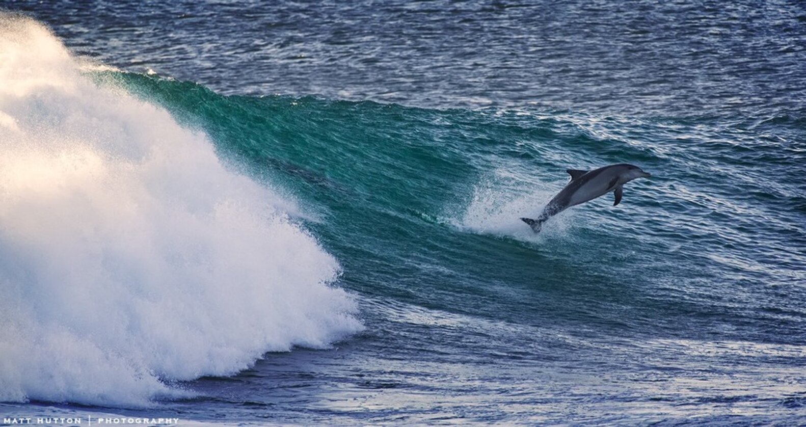 Dolphins And Surfers Caught Riding Waves Together In Australia - The Dodo