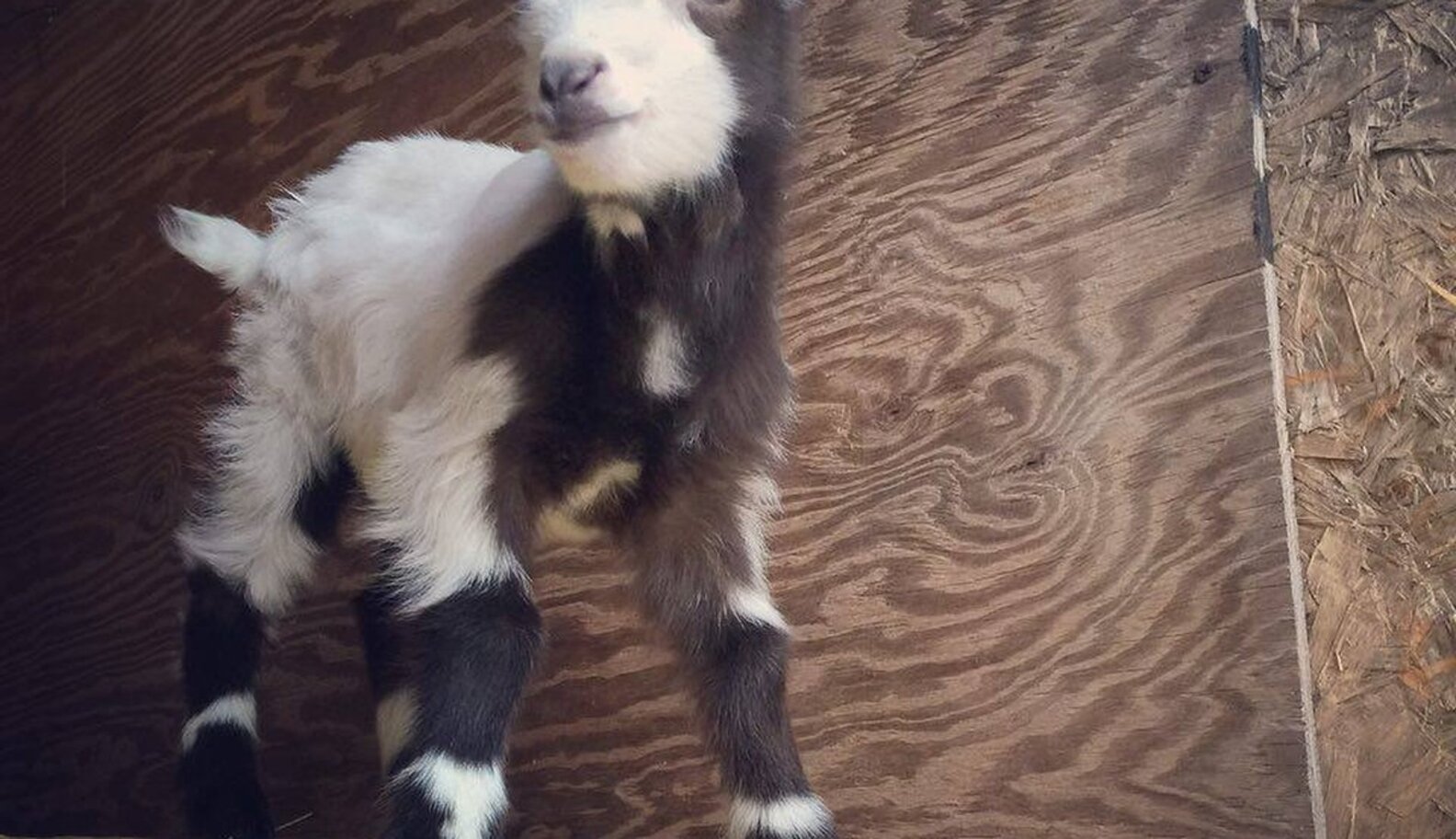 Baby Goat Loves Getting Kisses From His Much Bigger Friends - The Dodo