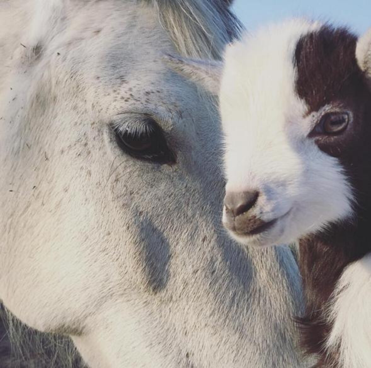 Baby Goat Loves Getting Kisses From His Much Bigger Friends - The Dodo