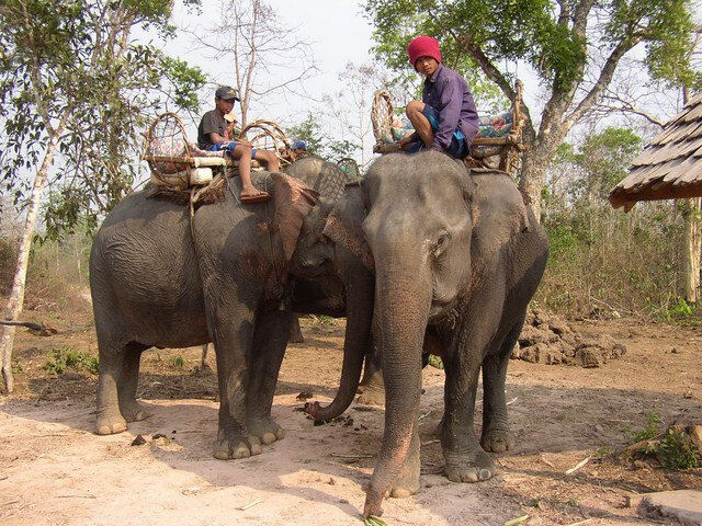 Say No To Animal Trekking - The Dodo