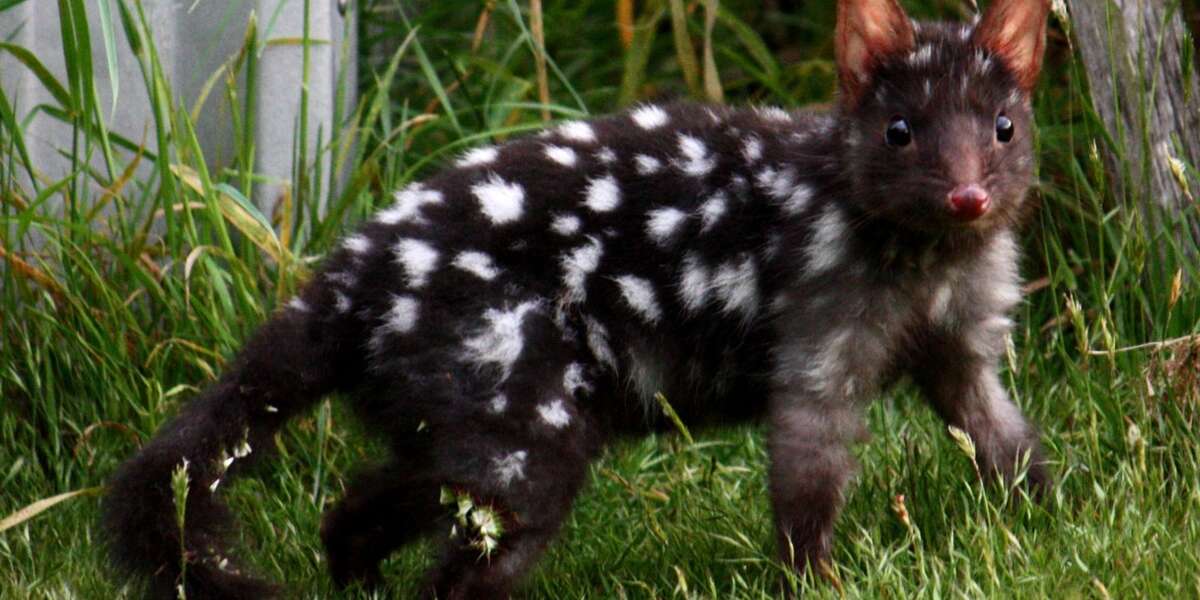 7 Delightfully Fuzzy Marsupials You Didn't Even Know Existed - The Dodo