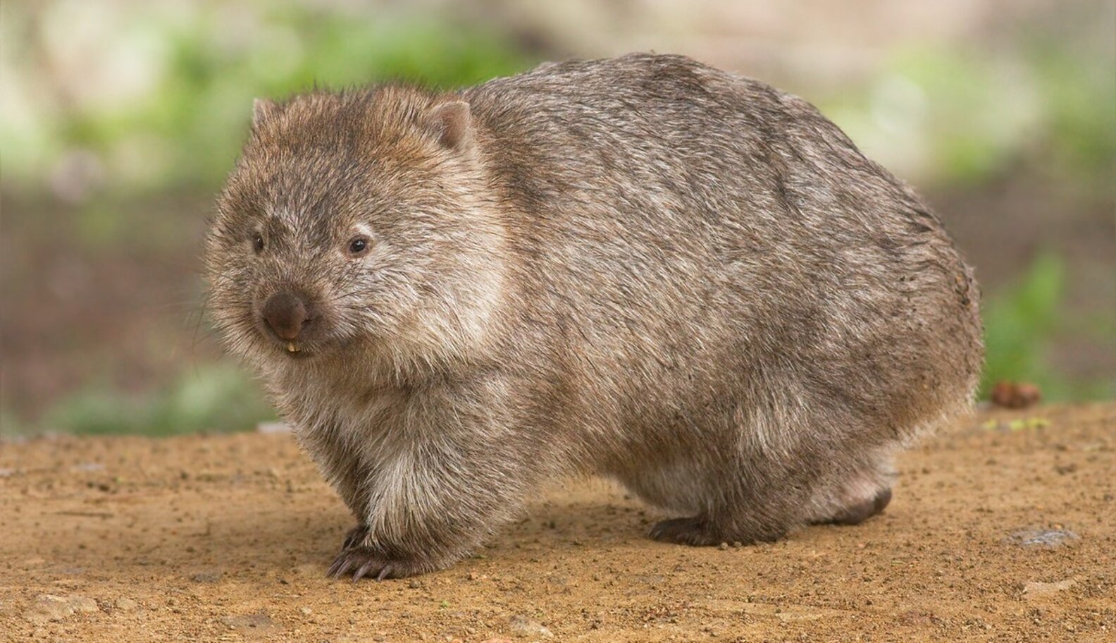 7 Delightfully Fuzzy Marsupials You Didn't Even Know Existed - The Dodo