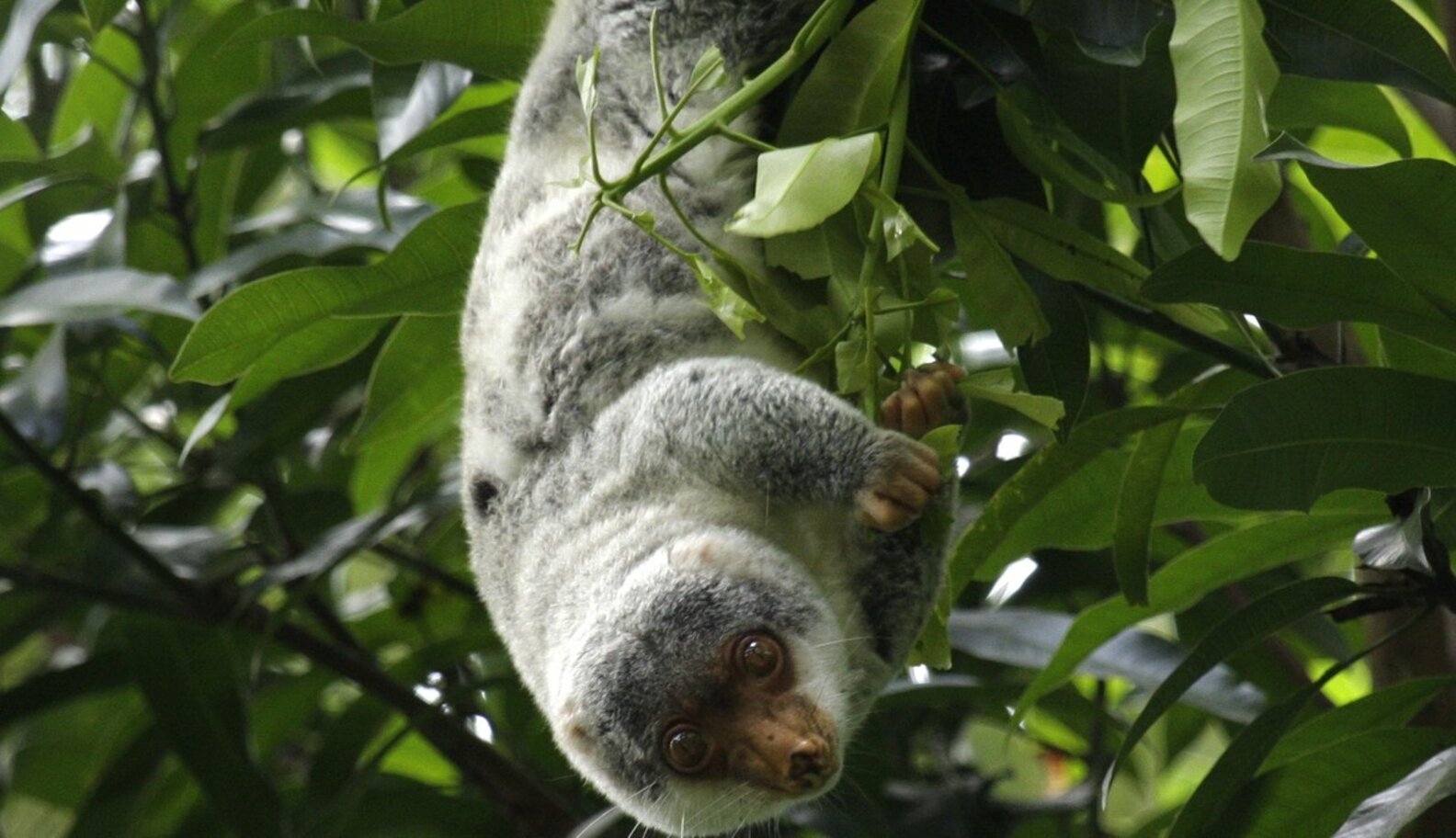 7 Delightfully Fuzzy Marsupials You Didn't Even Know Existed - The Dodo