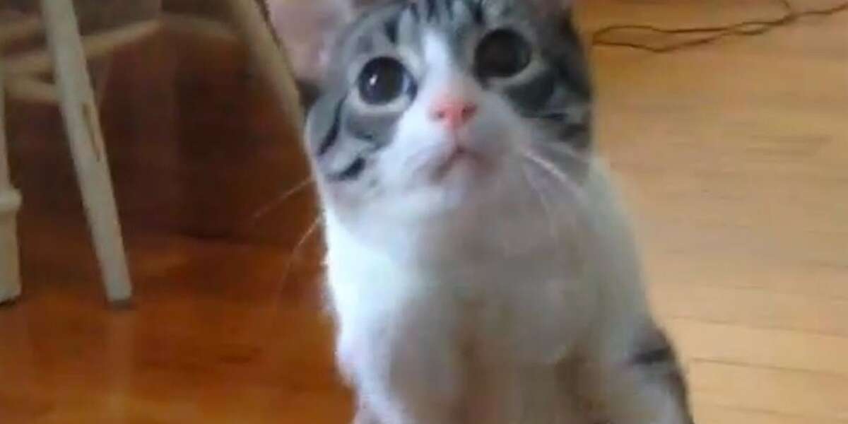 Cat Was Born Without Front Legs — But She Never Stops Moving - The Dodo