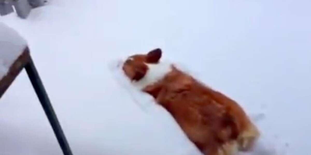 Corgi Flops Adorably Into Snow. But Why? - The Dodo
