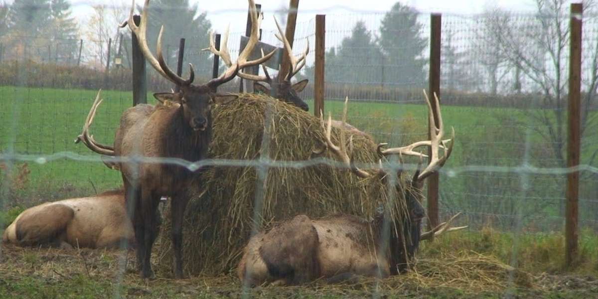 Indiana Might Fence In More Wild Animals Just To Shoot Them - The Dodo