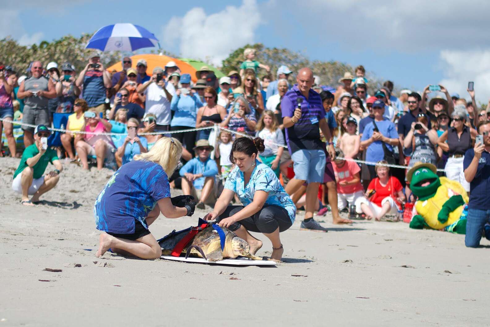 Sea Turtle Saved From Power Plant Is Released Back To Sea - The Dodo