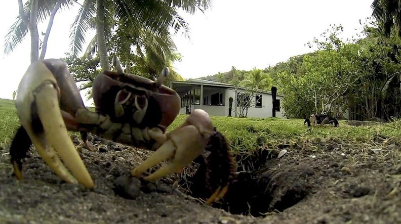 Crab Finds GoPro Camera, Tries To Take It Home - The Dodo