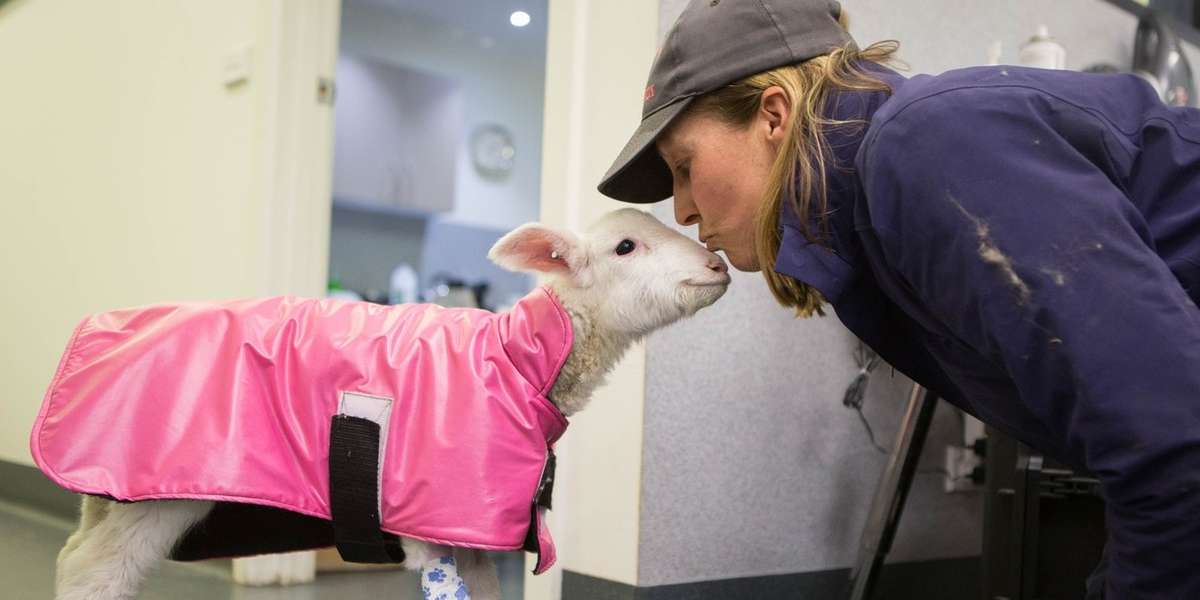 Tiny Lamb Wouldn't Stop Crying — Until Rescuers Realized What Was Wrong ...