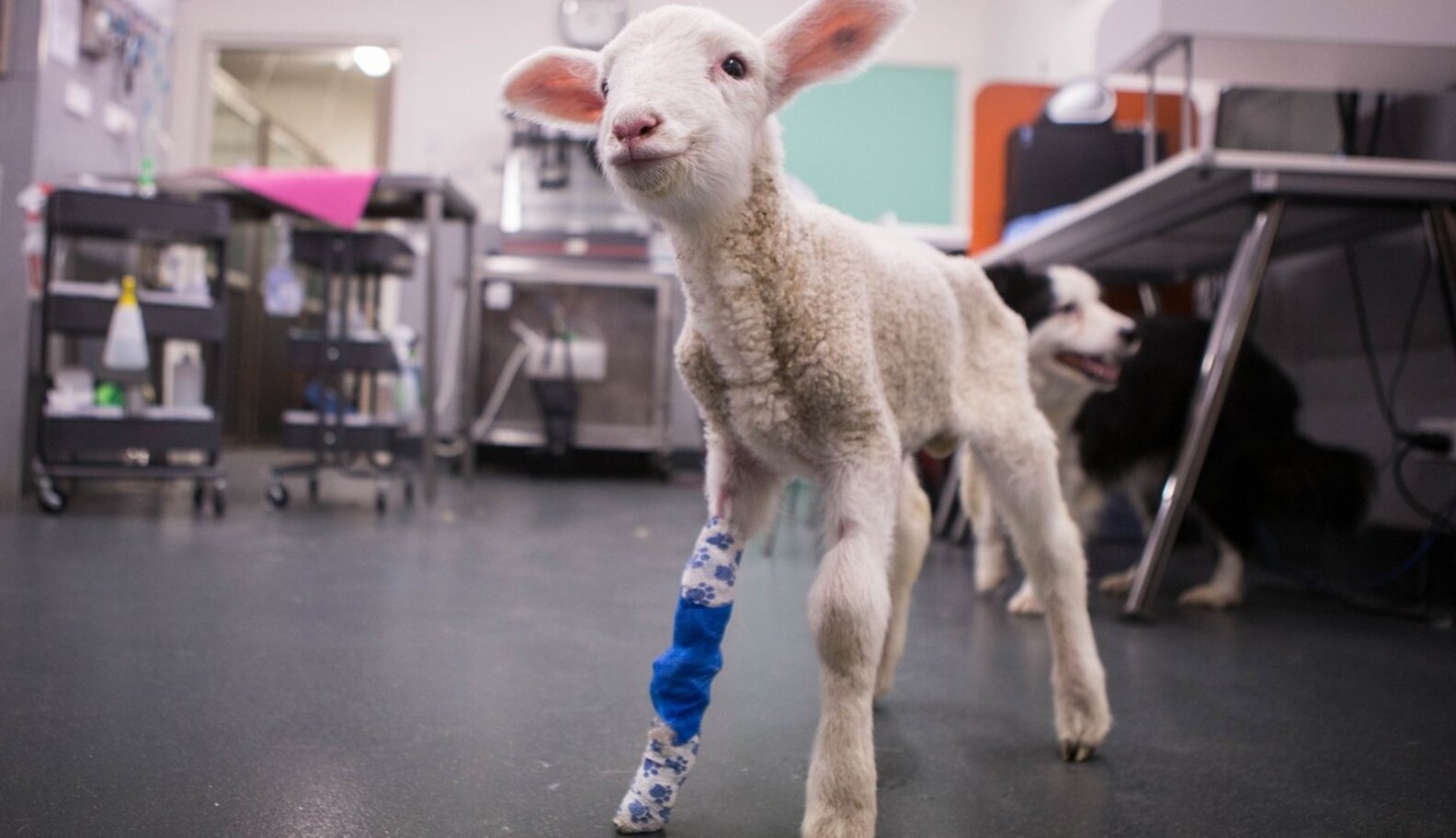 Tiny Lamb Wouldn't Stop Crying — Until Rescuers Realized What Was Wrong ...