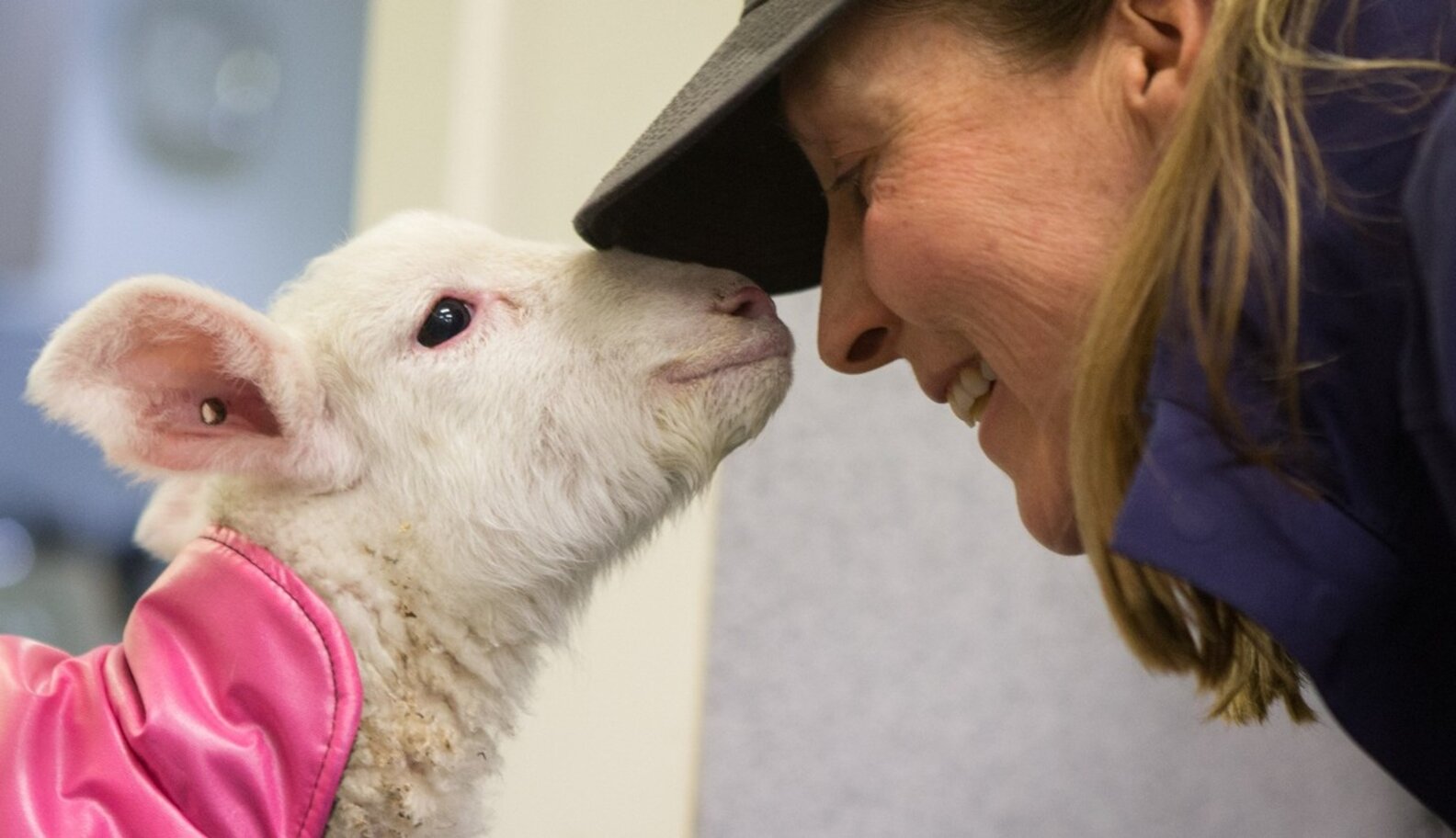 Tiny Lamb Wouldn't Stop Crying — Until Rescuers Realized What Was Wrong ...