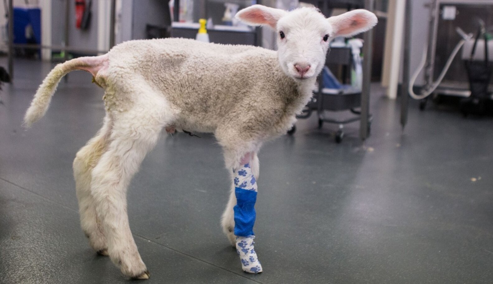Tiny Lamb Wouldn't Stop Crying — Until Rescuers Realized What Was Wrong ...