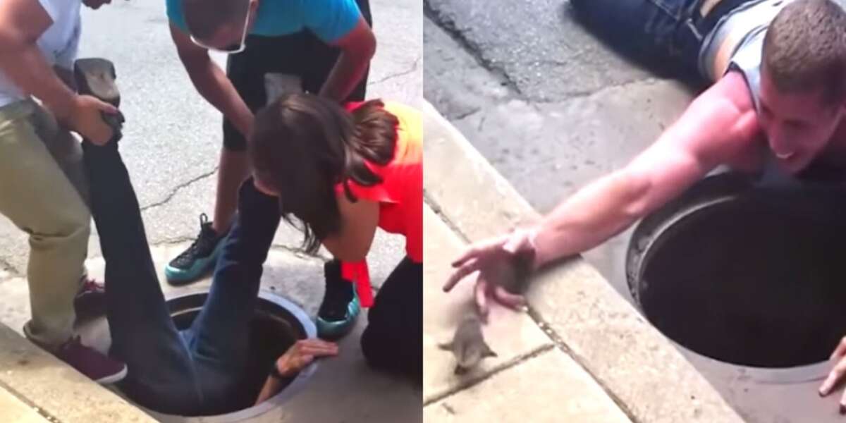 Let's Give Thanks For All These Awesome Duck Rescues - The Dodo