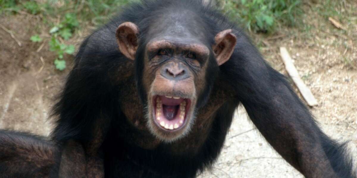 No Small Gesture: We Can't Underestimate Animal Communication - The Dodo