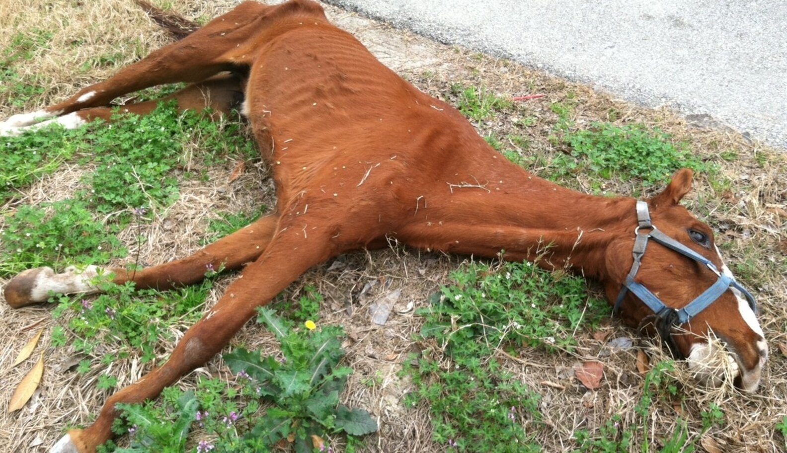 Horse Dumped Like Trash Is Rescued — But Hundreds More Are Waiting ...