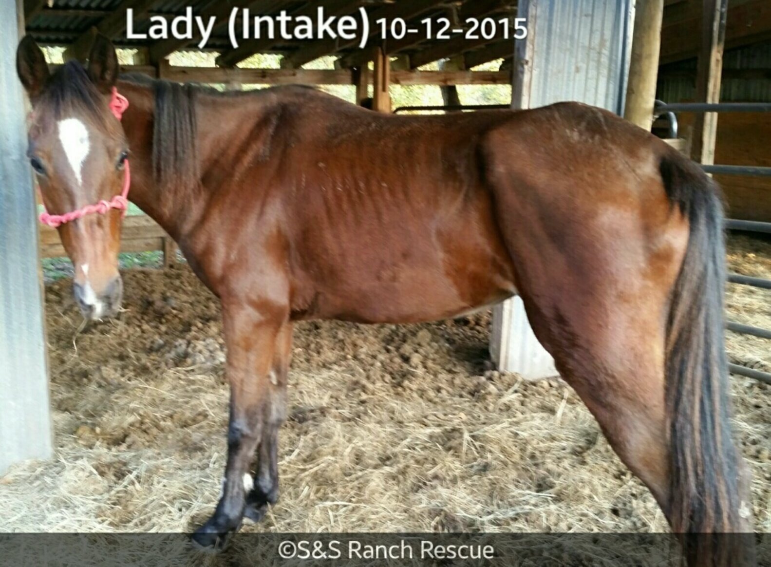 Horse Dumped Like Trash Is Rescued — But Hundreds More Are Waiting ...